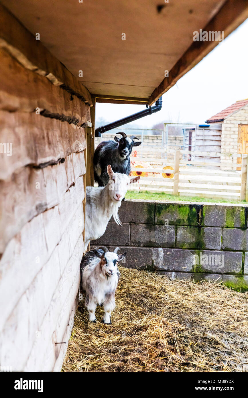 Goats, farm goats, Billy goats, Capra aegagrus hircus, three goats ...