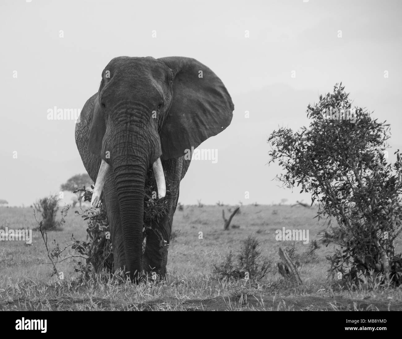 African outdoor scenery Black and White Stock Photos & Images - Alamy