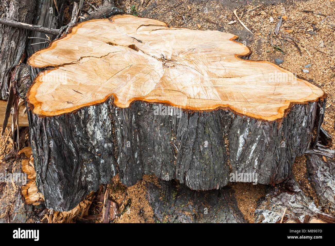 Eucalipto tree hi-res stock photography and images - Alamy