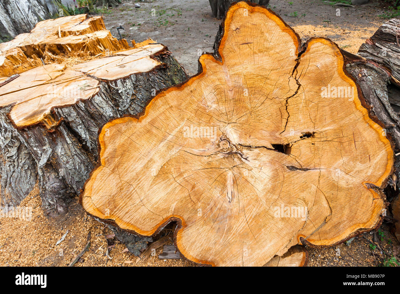 Cut surface of a stem of a large tree Stock Photo - Alamy