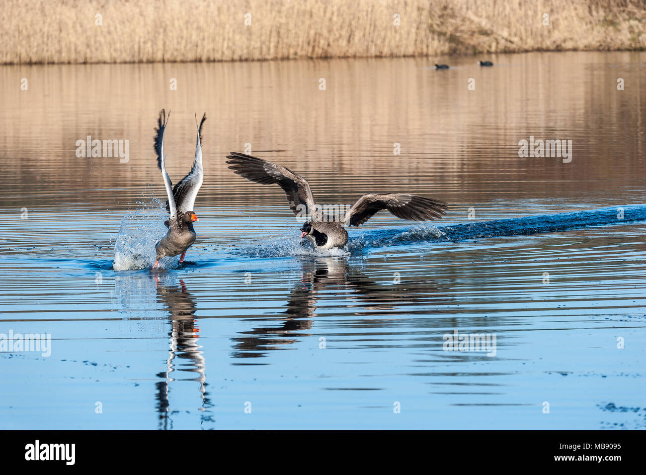 Being chased hi-res stock photography and images - Alamy