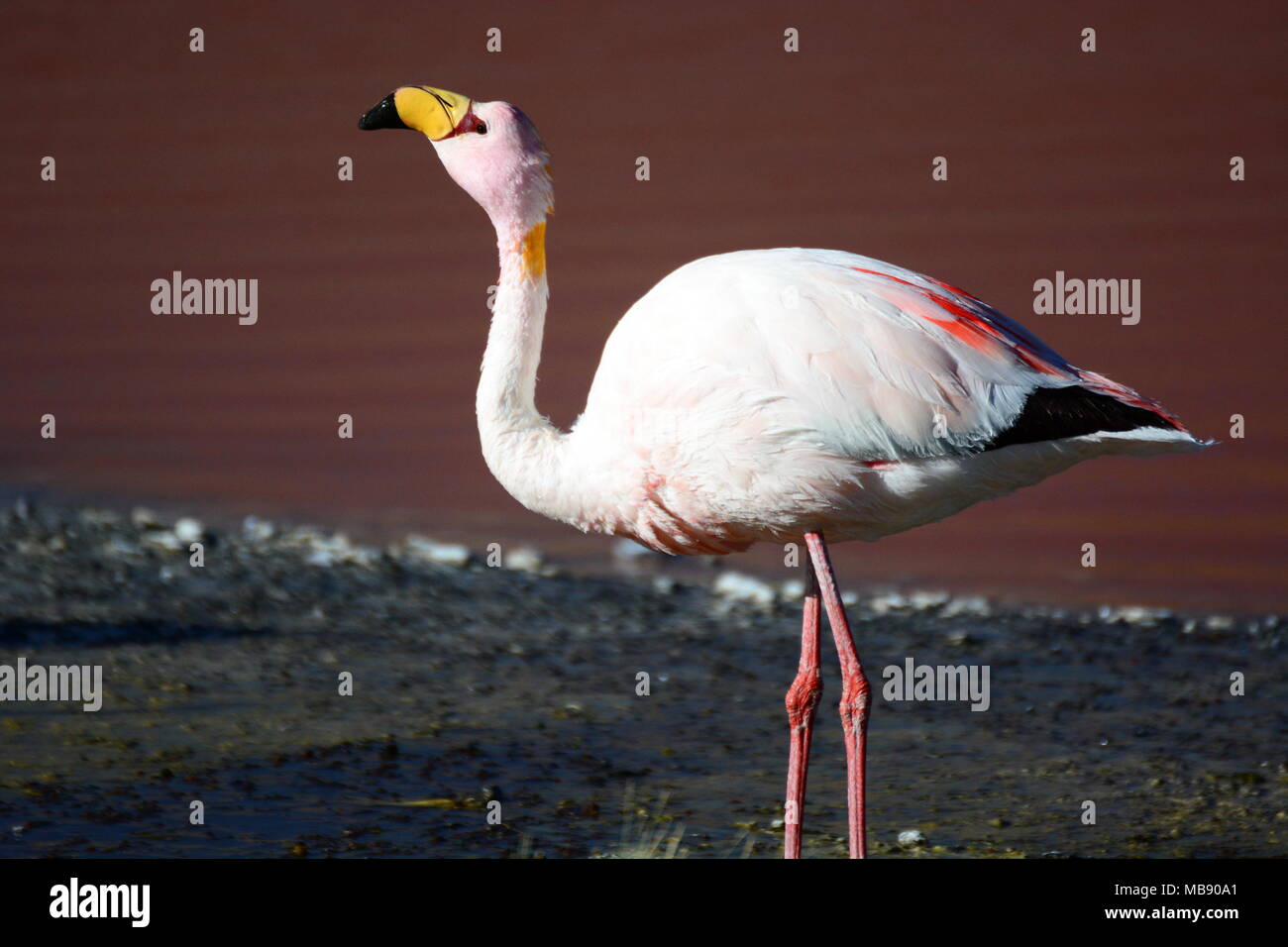 James flamingo hi-res stock photography and images - Alamy