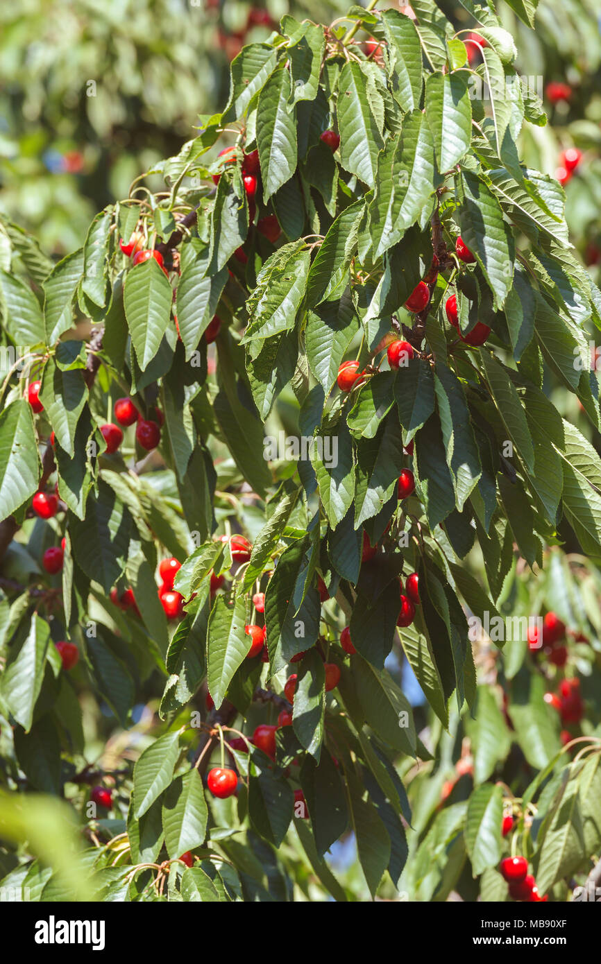 Reed fruit hi-res stock photography and images - Alamy