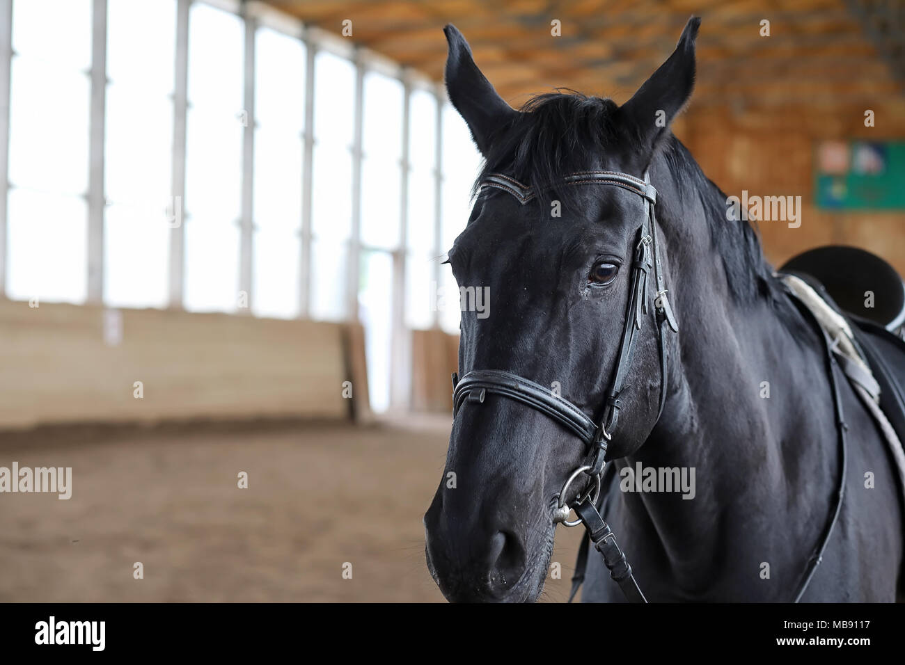 People on a horse training in a wooden arena Stock Photo - Alamy