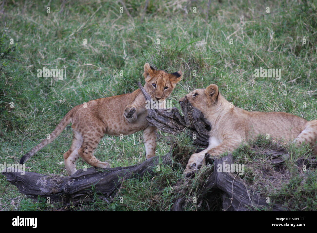 Two lion cubs playing with a fallen tree branch Stock Photo - Alamy