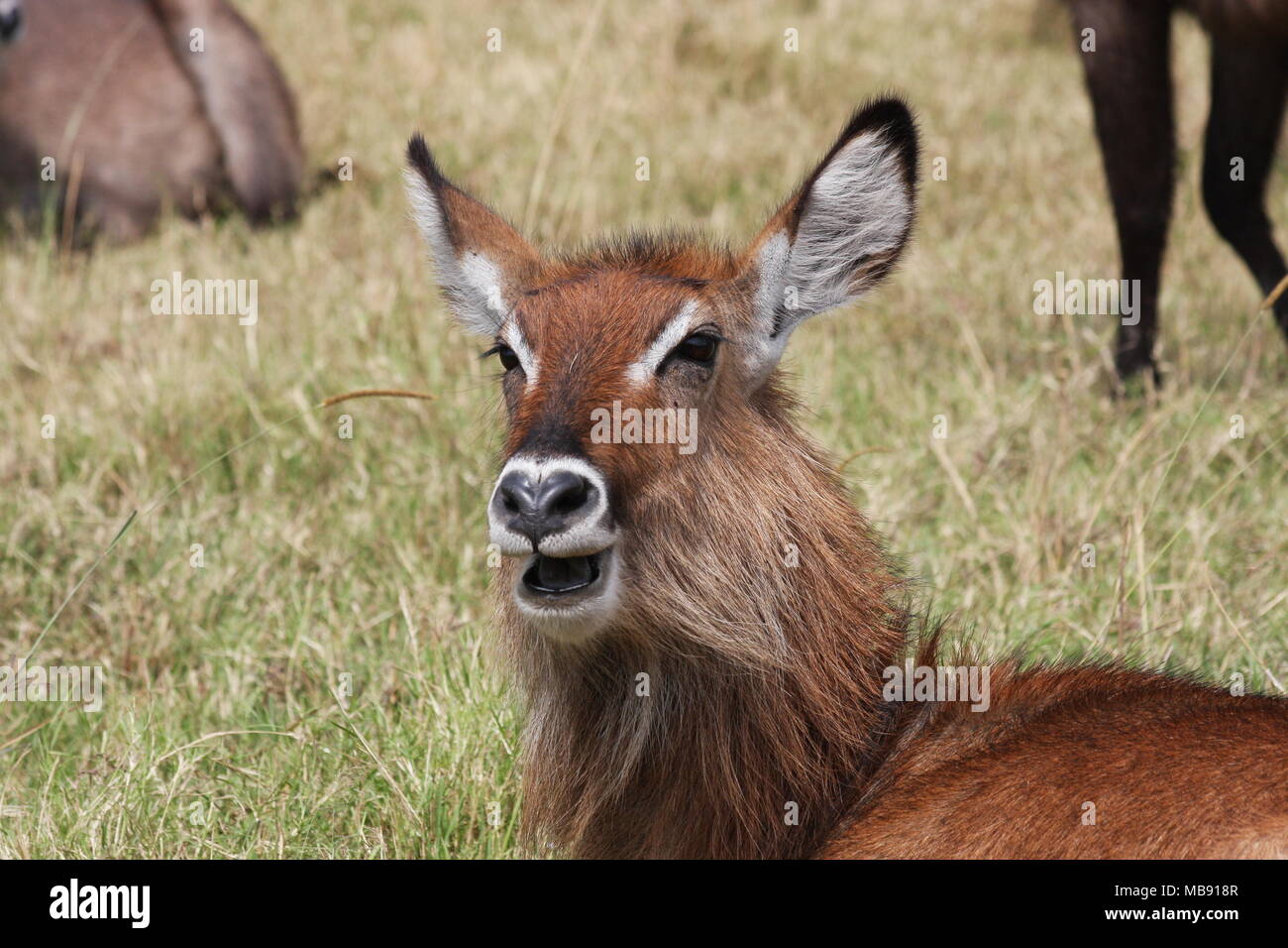 Common waterbuck ellipsen kobus hi-res stock photography and images - Alamy