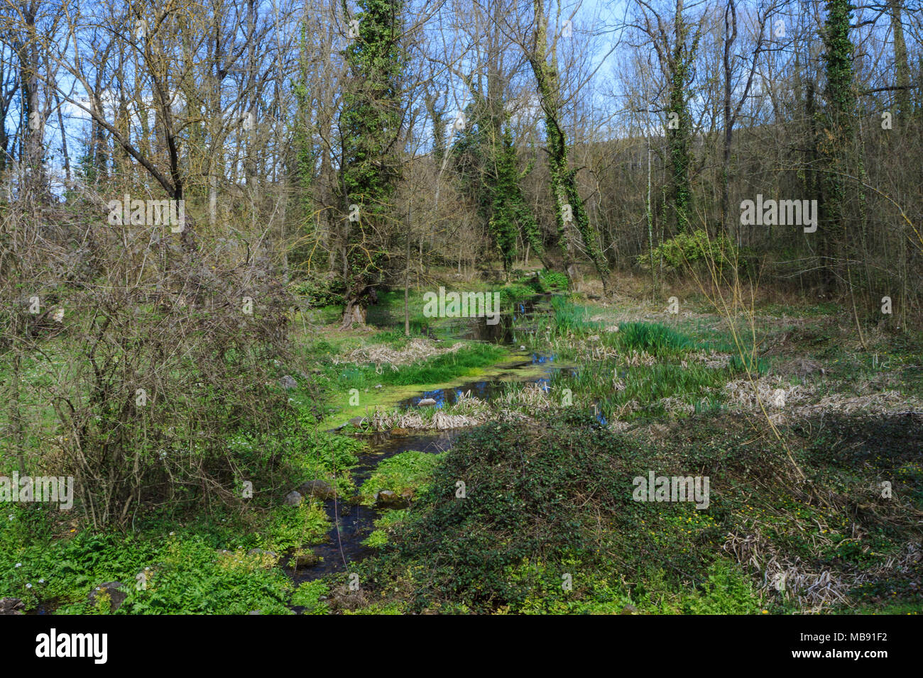 Freshwater swamp grass hi-res stock photography and images - Alamy