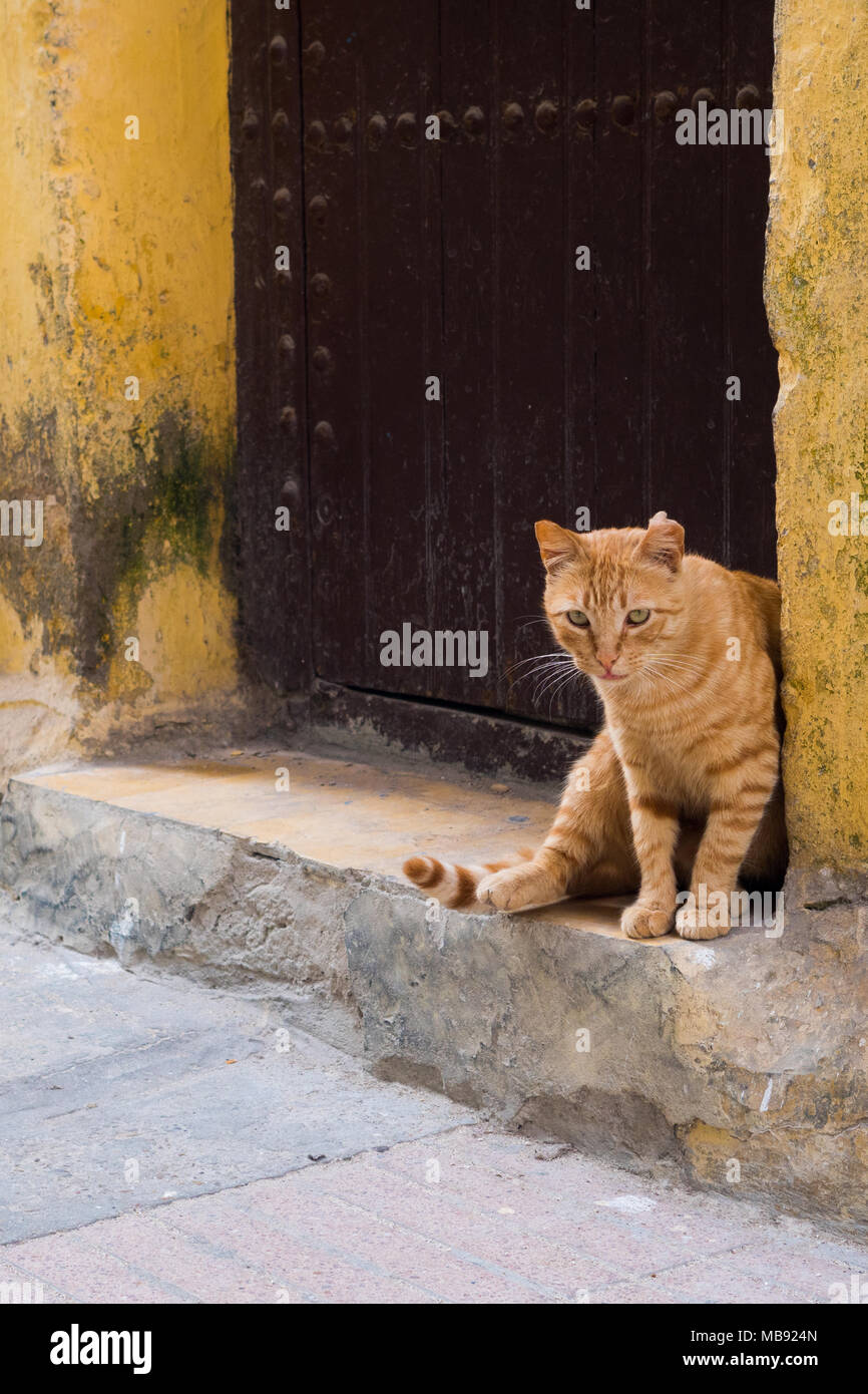 A yellow domestic cat in front of yellow wall Stock Photo - Alamy