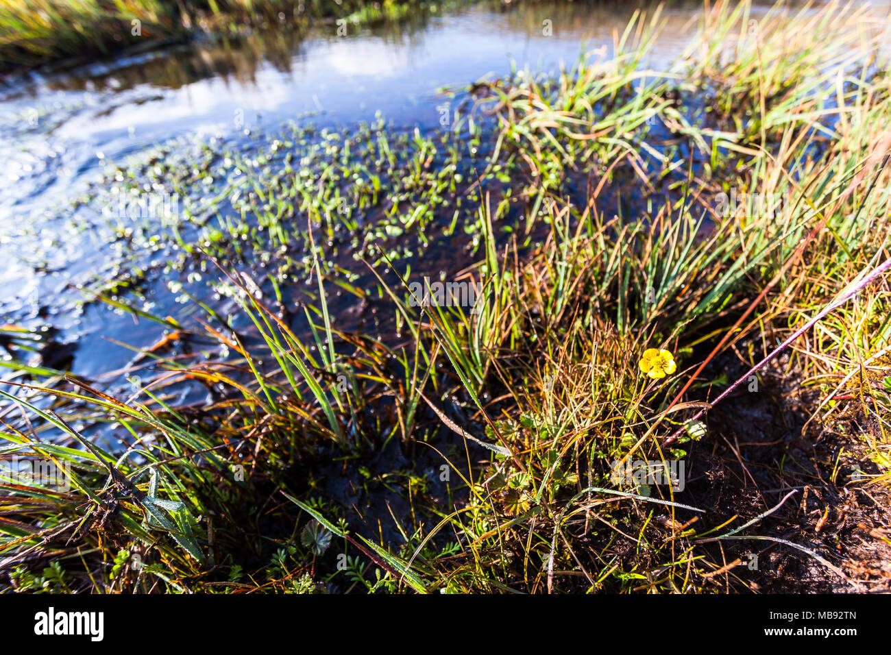 Pajonales gold with blue river at dawn Stock Photo - Alamy