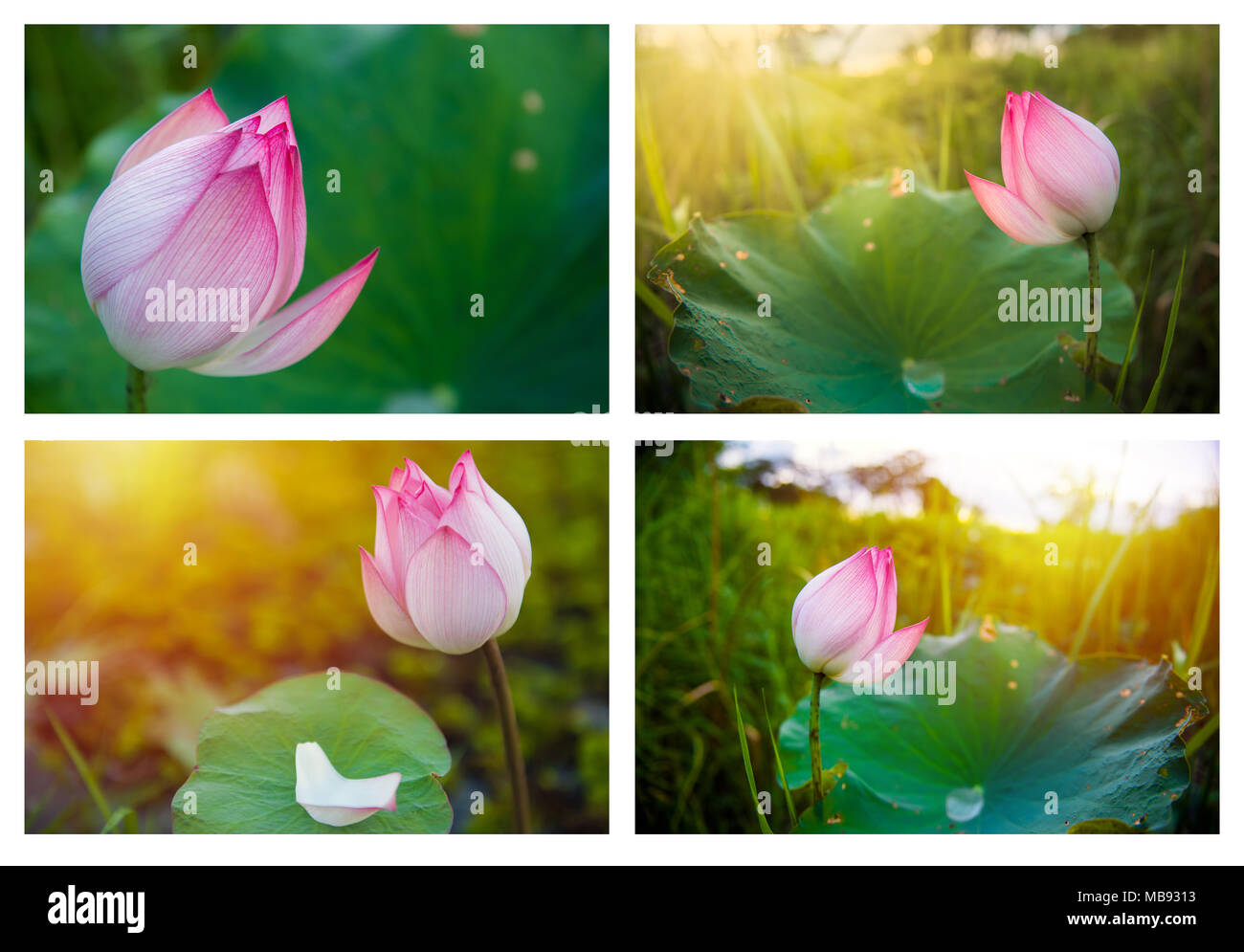 collection of lotus full resolution of picture Stock Photo - Alamy