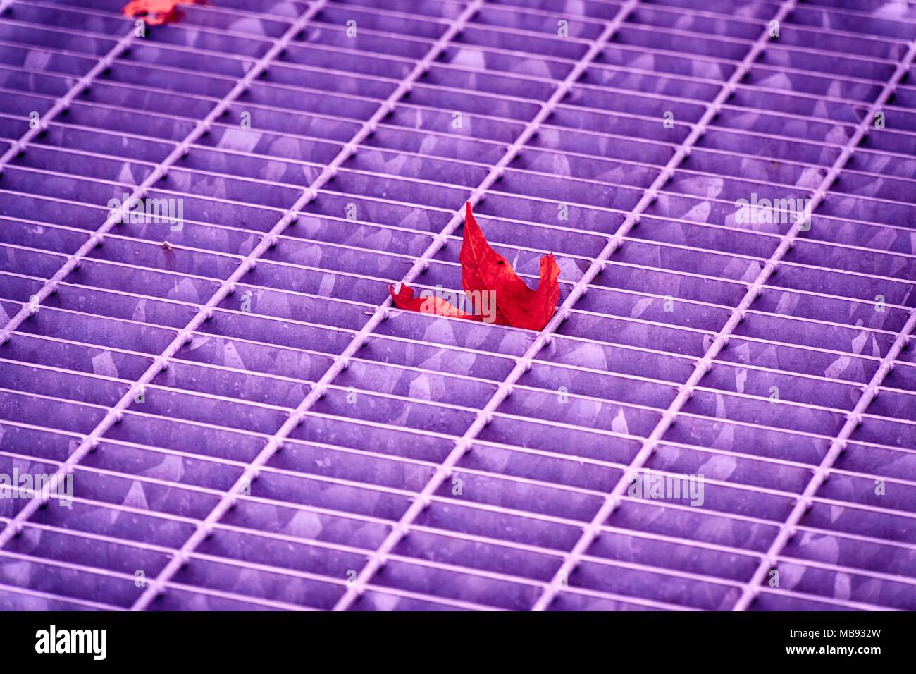 Ultra purple colored Square metal hatch in urban pavement, sewer ...