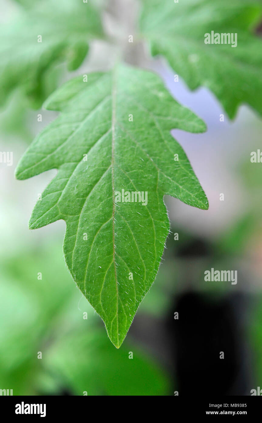Tomato plant growbag hi-res stock photography and images - Alamy
