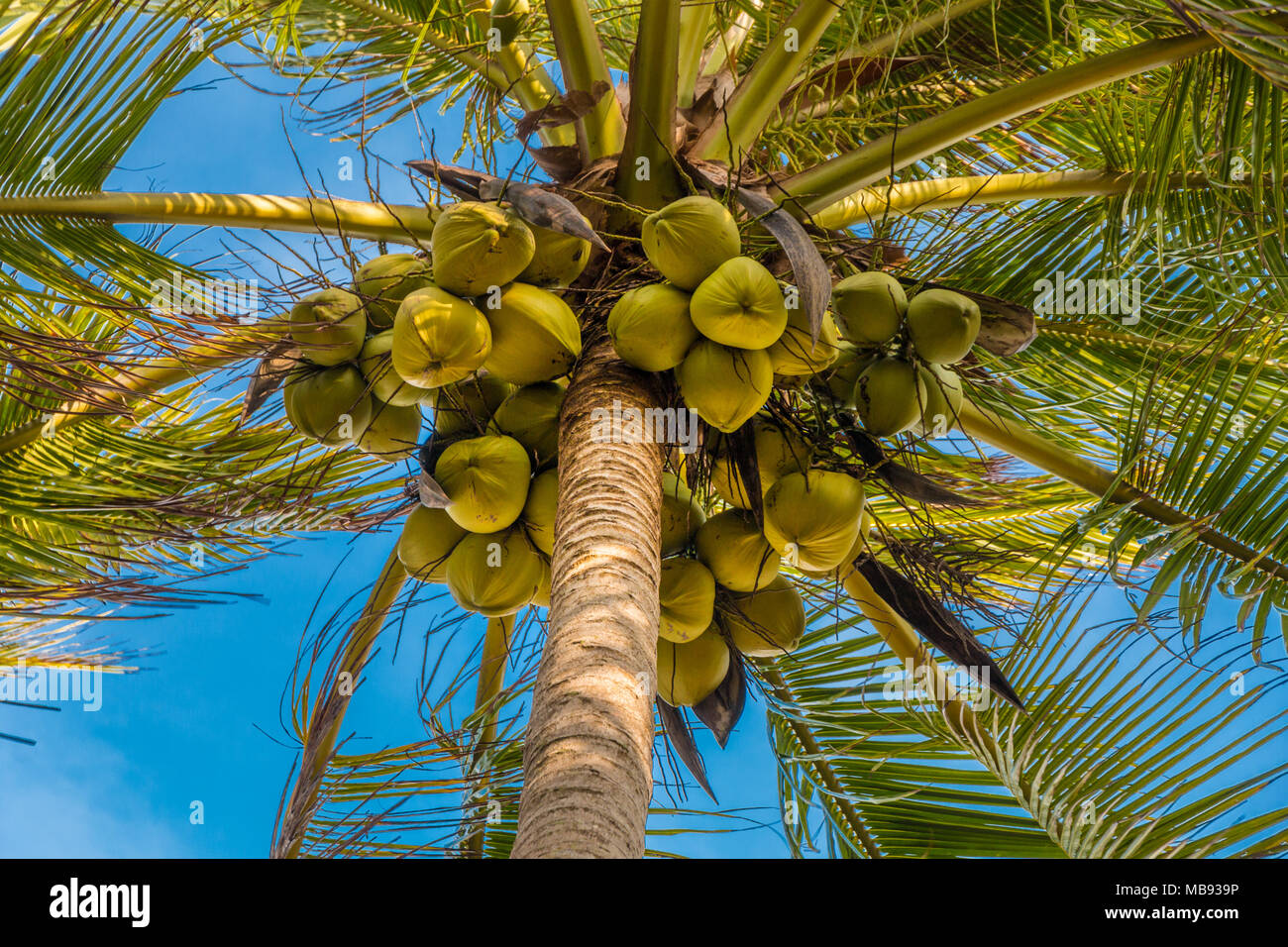 Coconuts palm tree plantation hi-res stock photography and images - Alamy