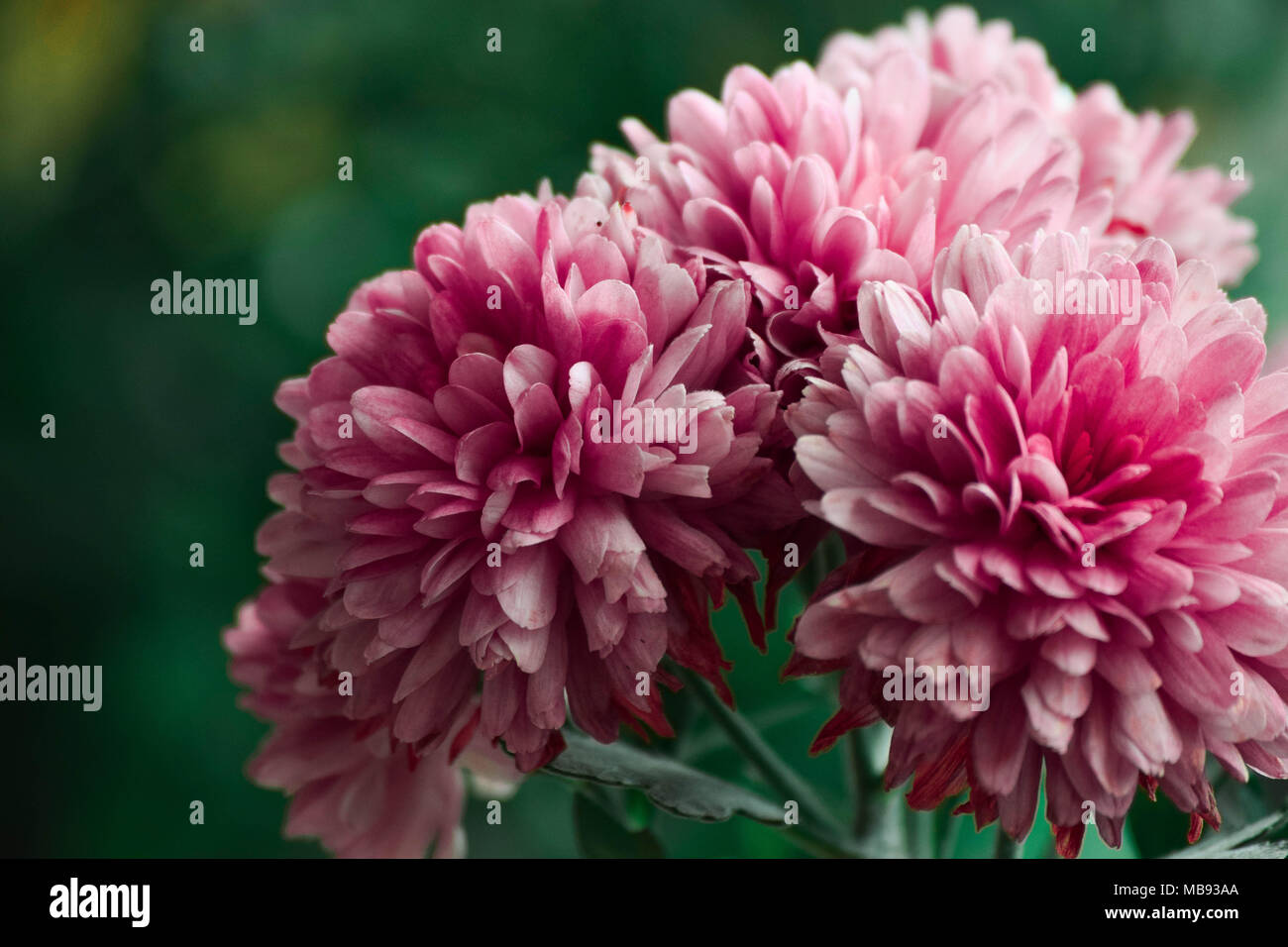 Best pink flower hi-res stock photography and images - Alamy