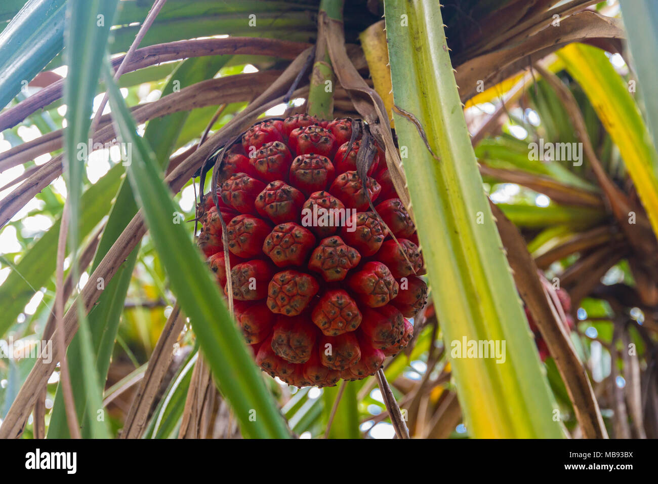 A close-up of a red ripe fruit of the screwpine (Pandanus odorifer ...