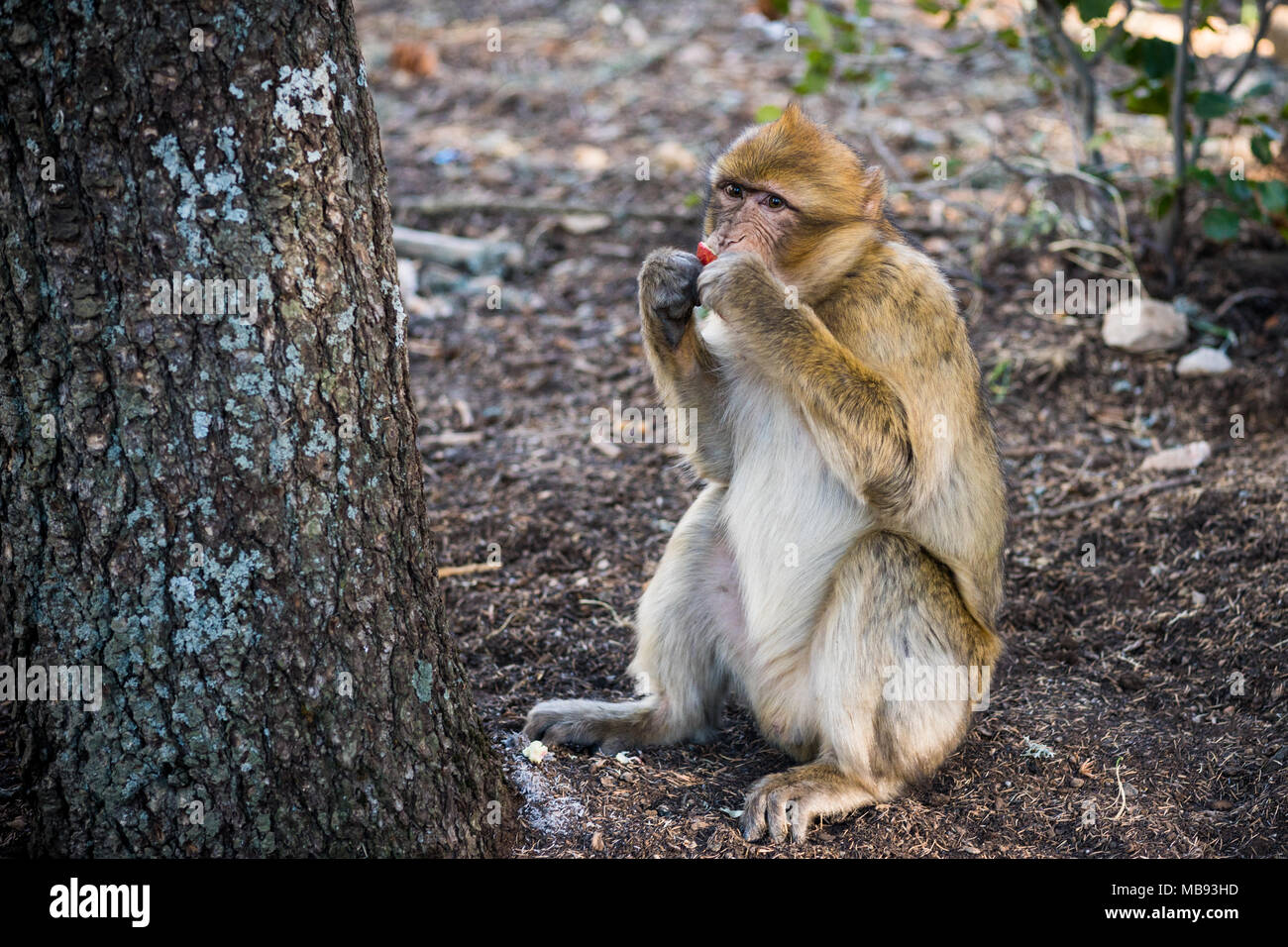 Monkey eating apple hi-res stock photography and images - Alamy