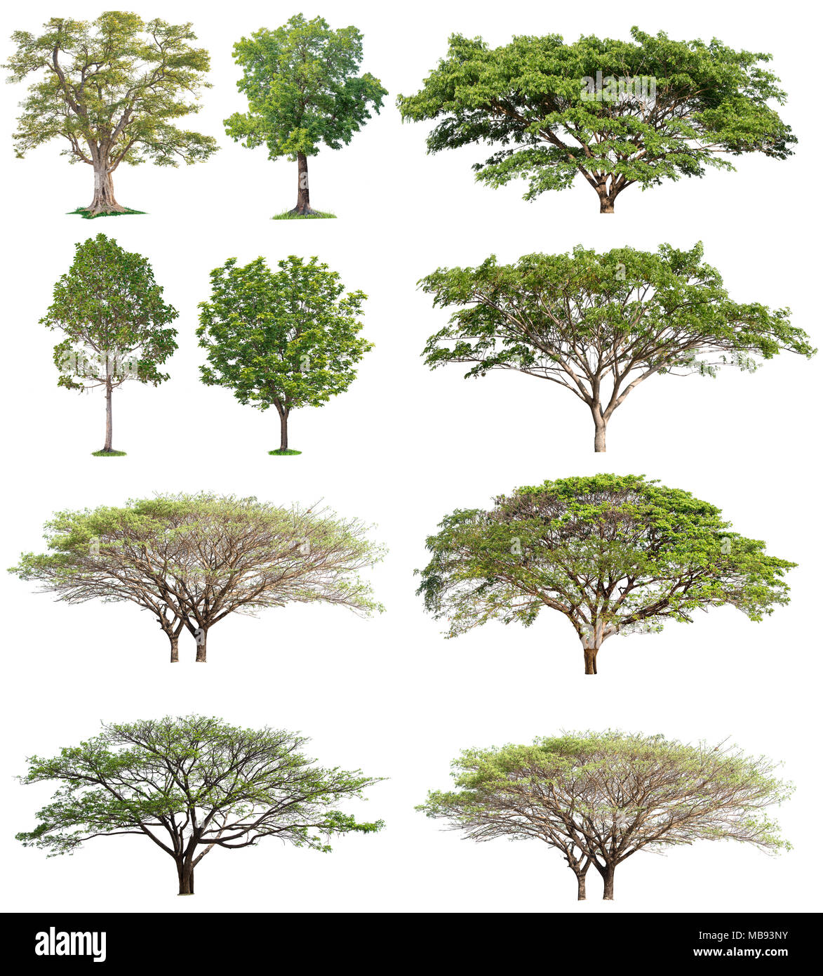 Collection or set of big tree isolated on white background, big tree ...