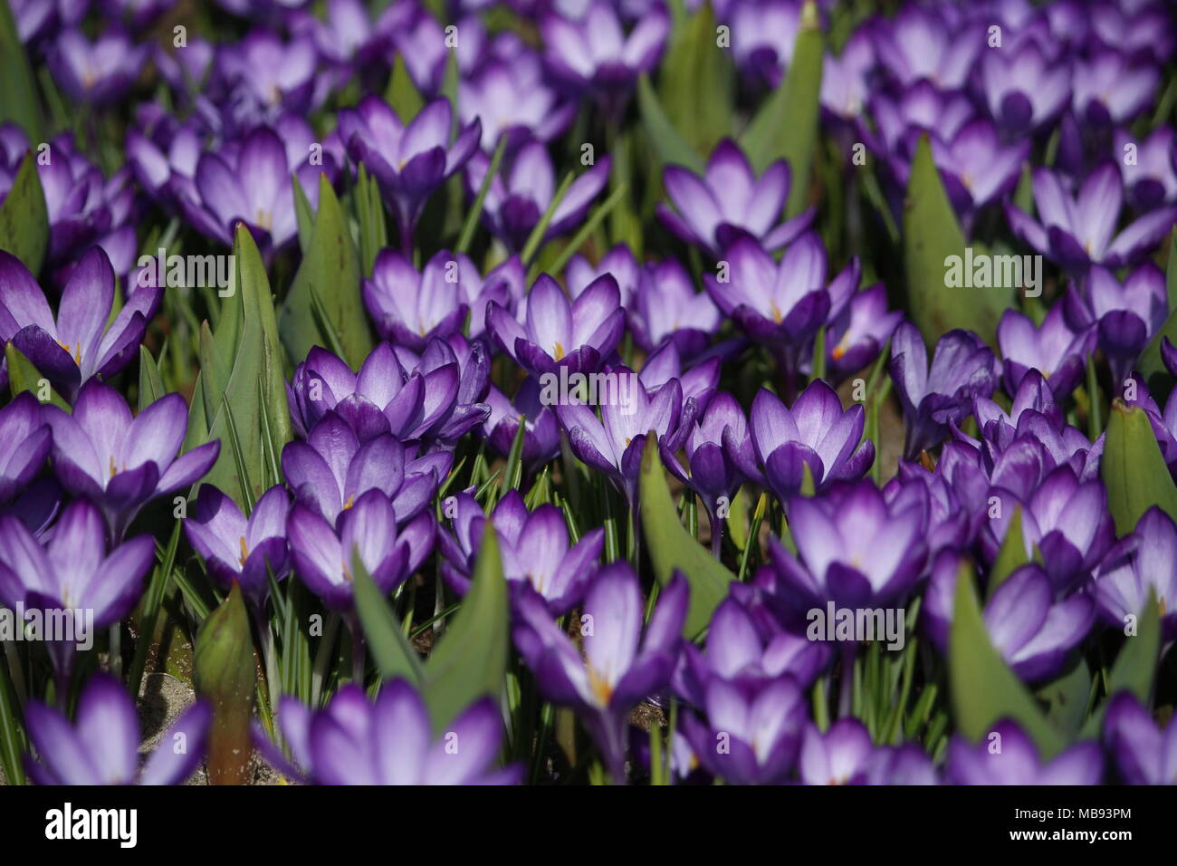 Crocus flower and tulip leaves hi-res stock photography and images - Alamy