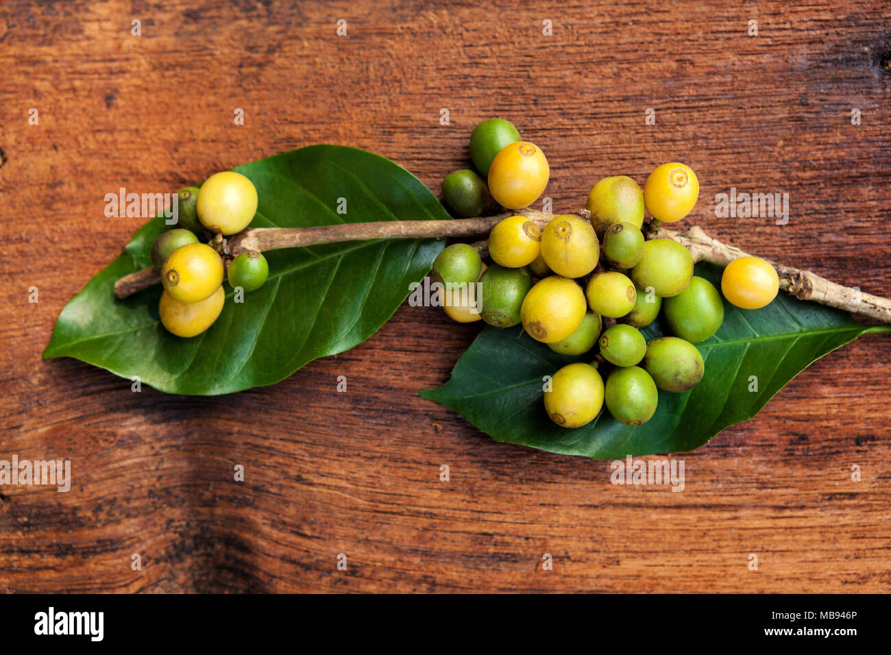 Coffea plant hi-res stock photography and images - Alamy