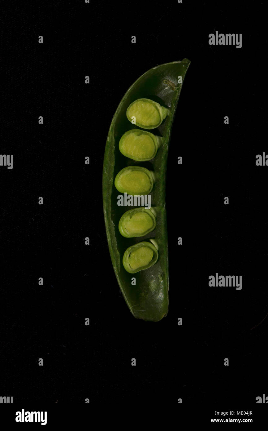 5 peas in a pod Stock Photo - Alamy