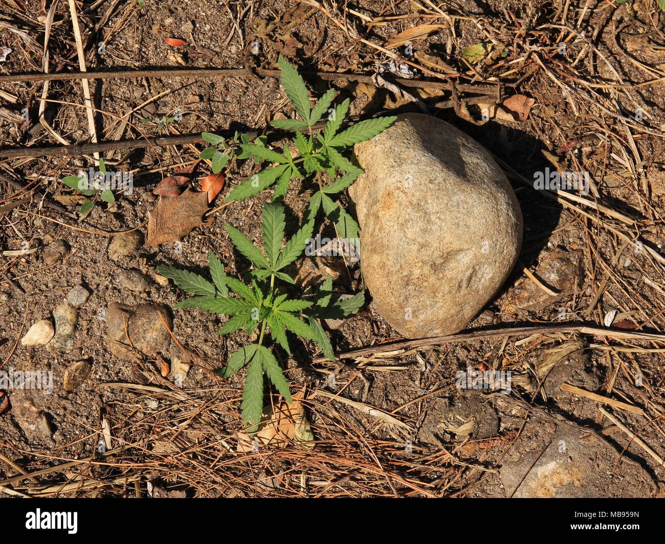 Small marijuana plants growing marijuana hi-res stock photography and ...