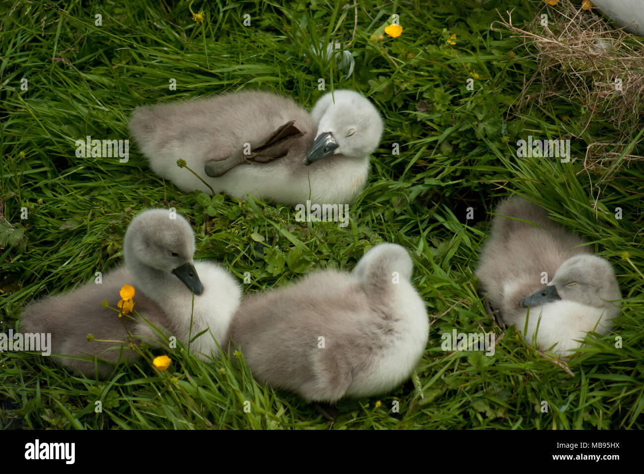 Sleepy Cygnets High Resolution Stock Photography and Images - Alamy