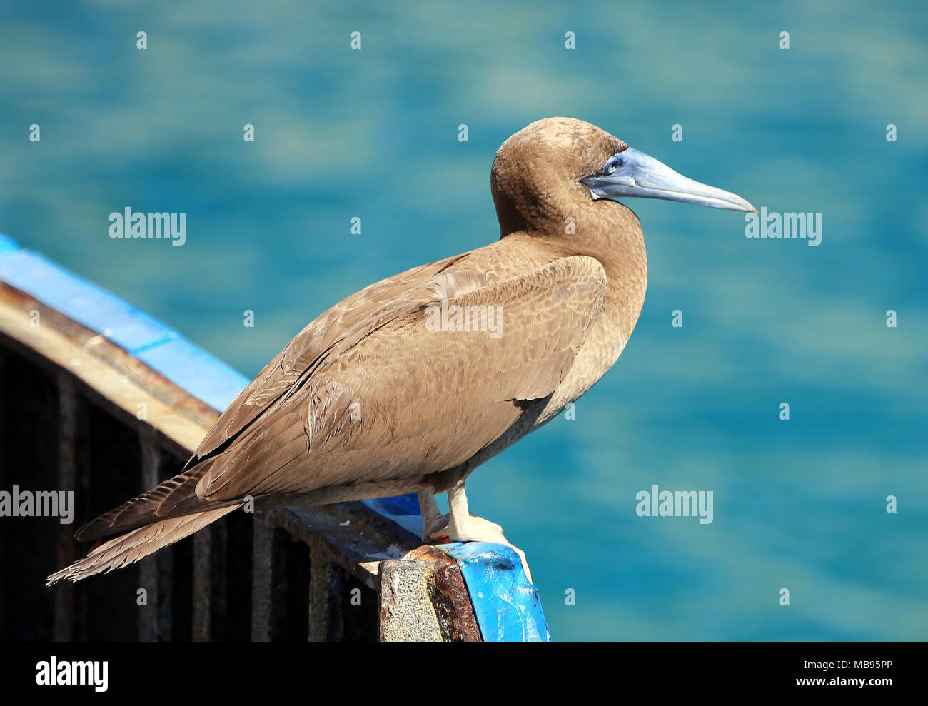 brown booby bird with blue beak and feather texture Stock Photo - Alamy