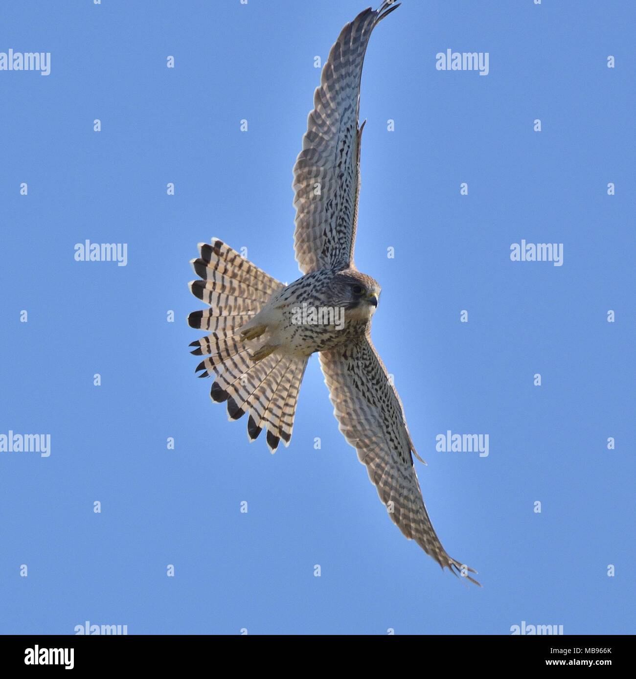 Close flight shot kestrel hi-res stock photography and images - Alamy