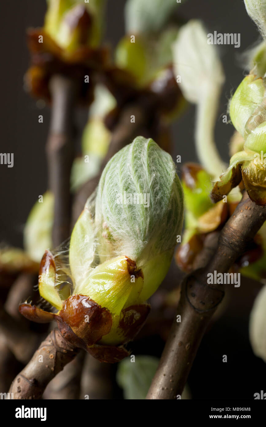 Chestnut leaves bud hi-res stock photography and images - Alamy