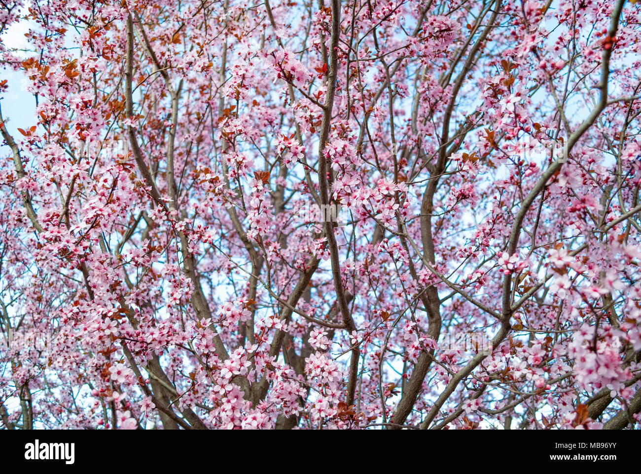 Spring blossoming trees closeup hi-res stock photography and images - Alamy
