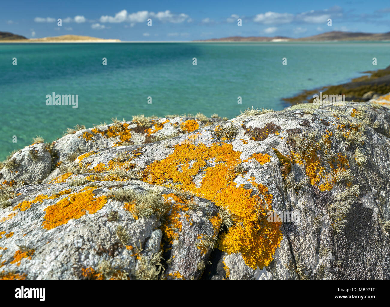 Vivid yellow lichen (crotal) growing on rocks on the foreshore with ...
