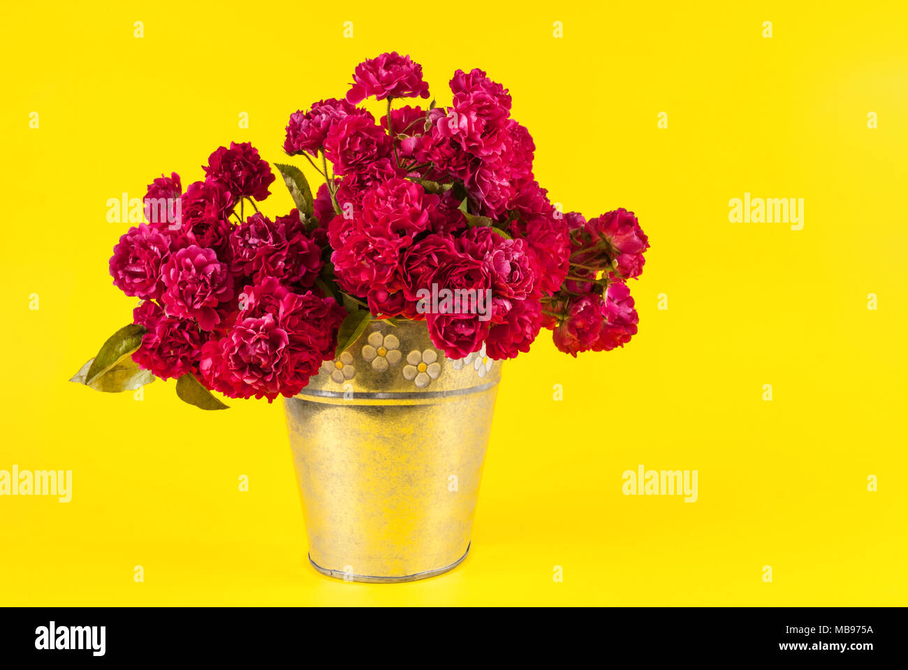 Indoor pot red rose hi-res stock photography and images - Alamy