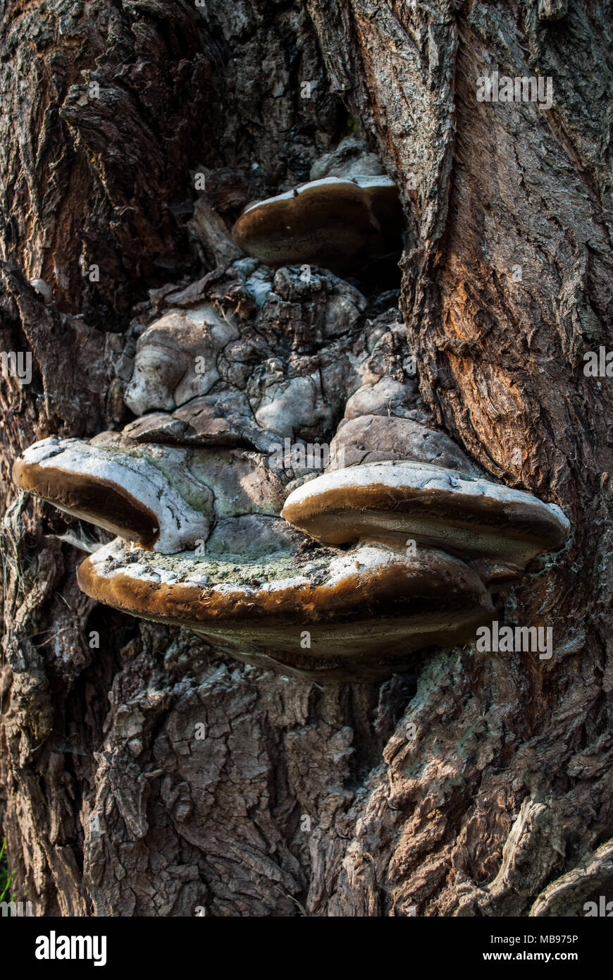Tinder fungus on tree bark to spring day in the forest Stock Photo - Alamy