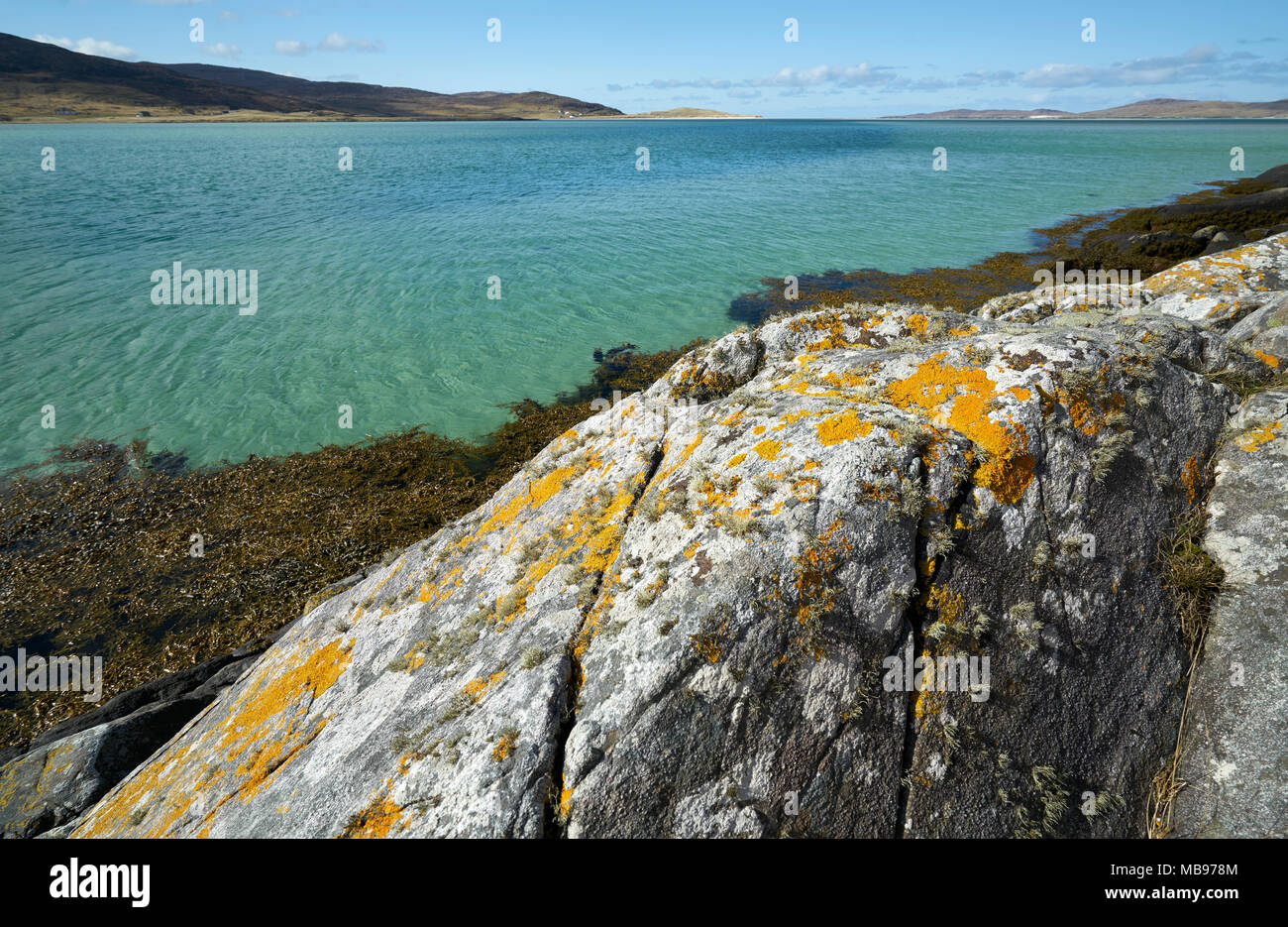 Vivid yellow lichen (crotal) growing on rocks on the foreshore with ...