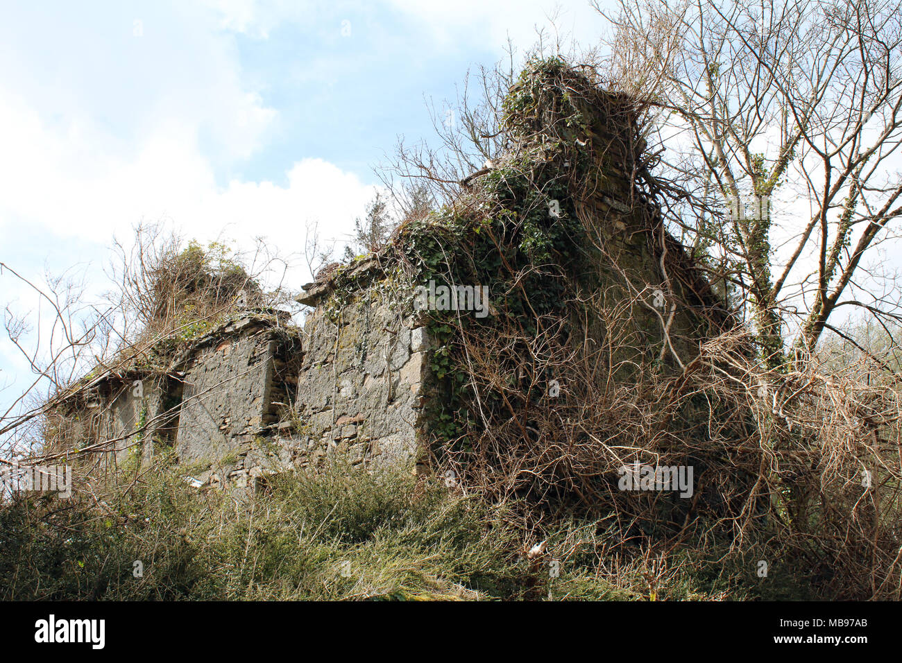 Spooky old cottage ruin in the woods, Ireland Stock Photo - Alamy