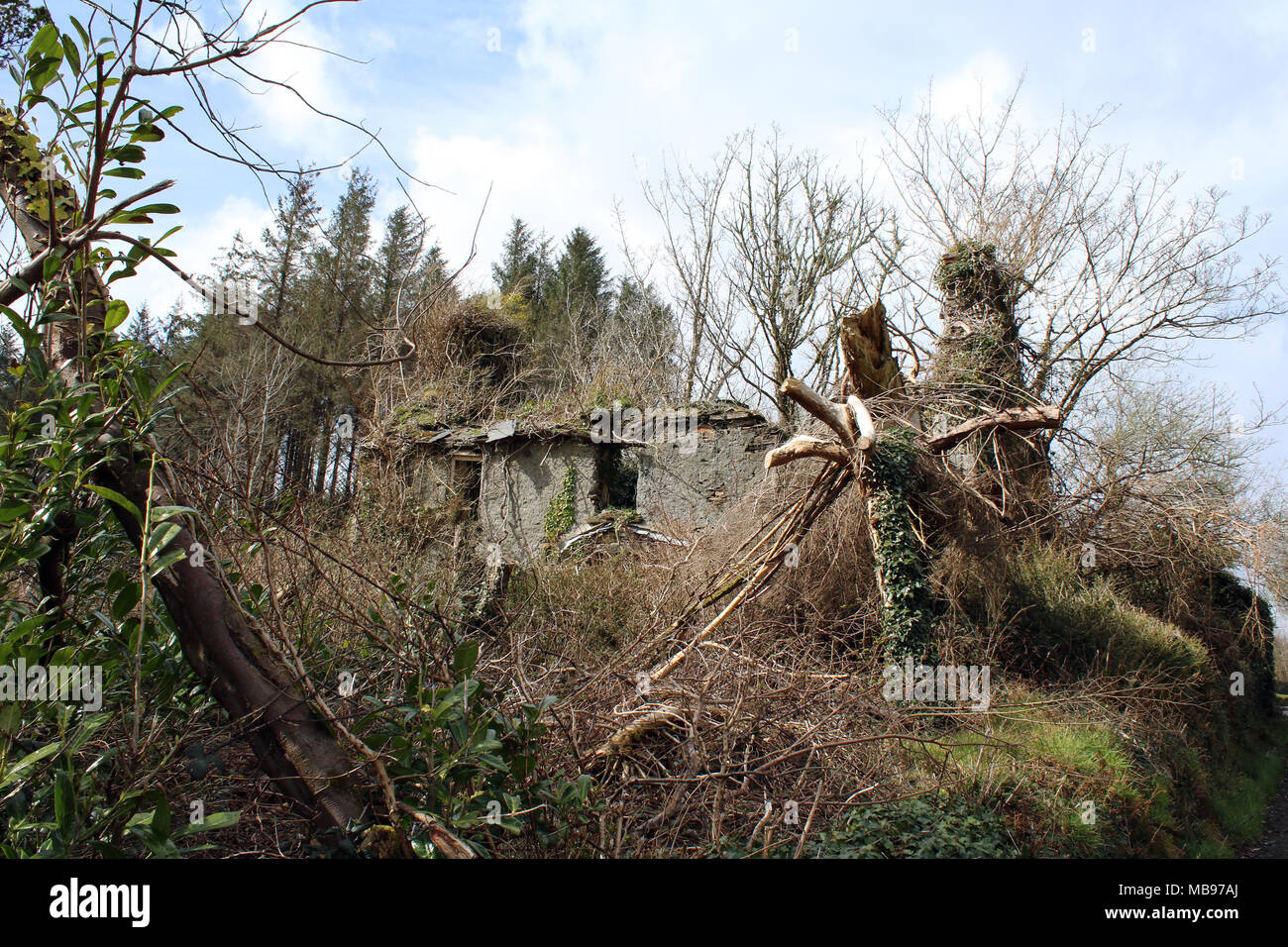 Spooky old cottage ruin in the woods, Ireland Stock Photo - Alamy