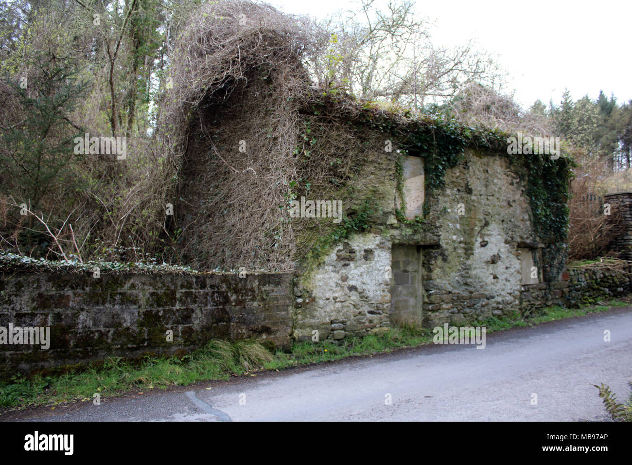 Spooky old cottage ruin in the woods, Ireland Stock Photo - Alamy