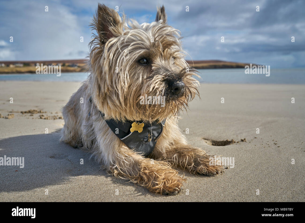Cairn Terrier relaxing on beautiful sandy beach in The Hebrides on a ...