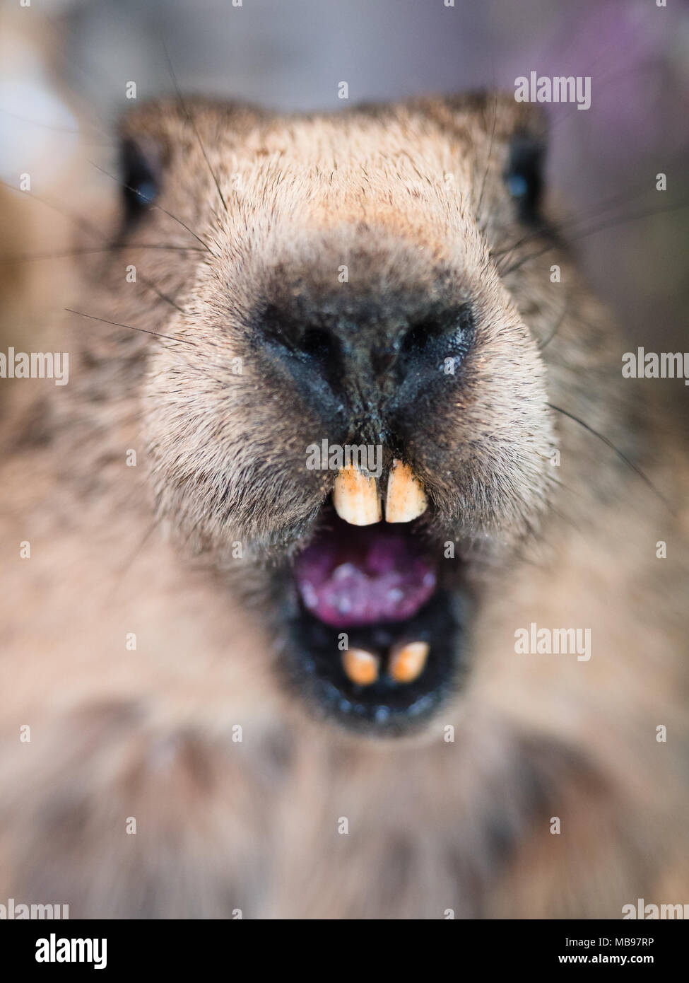 Extreme close up nose and mouth hi-res stock photography and images - Alamy