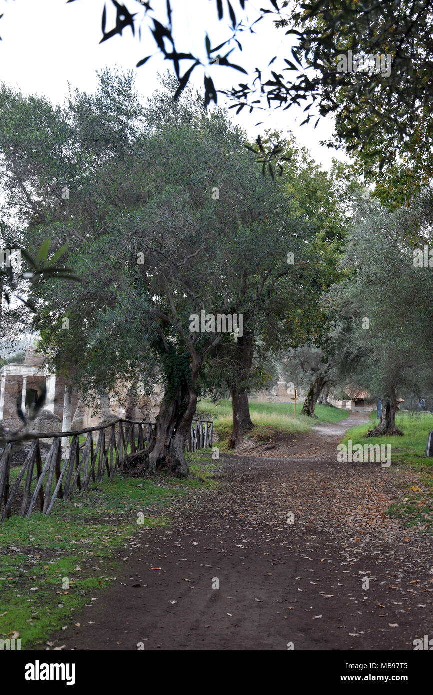 Olives roman civilization hi-res stock photography and images - Alamy
