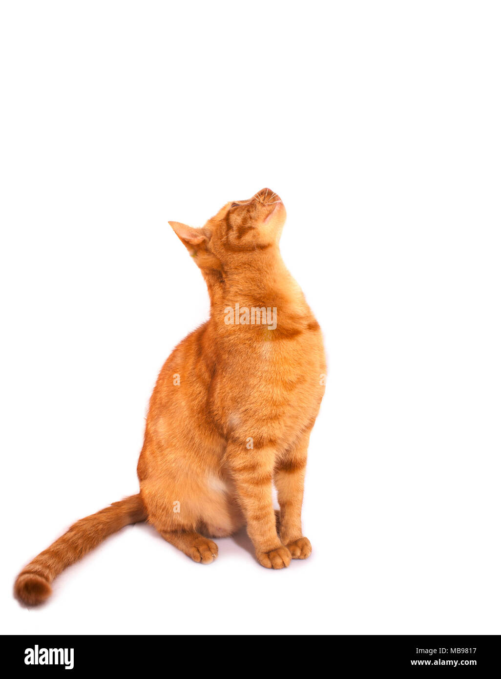 Red cat looking up isolated on a white background Stock Photo - Alamy