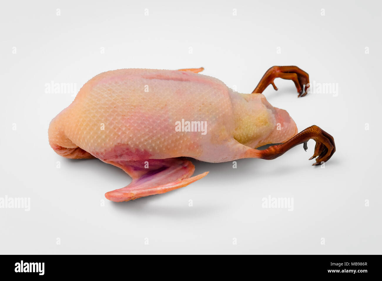 Organic game duck meat uncooked ready for cooking single one white ...