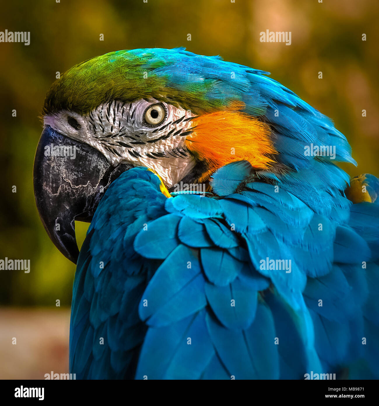 Macaw parrot portrait square composition eye contact close up shot ...