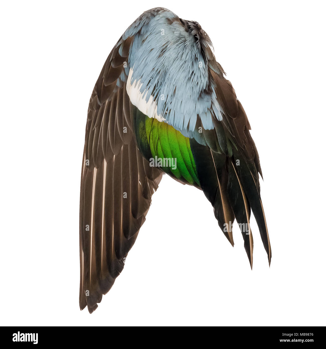 Bird wing anatomy hi-res stock photography and images - Alamy