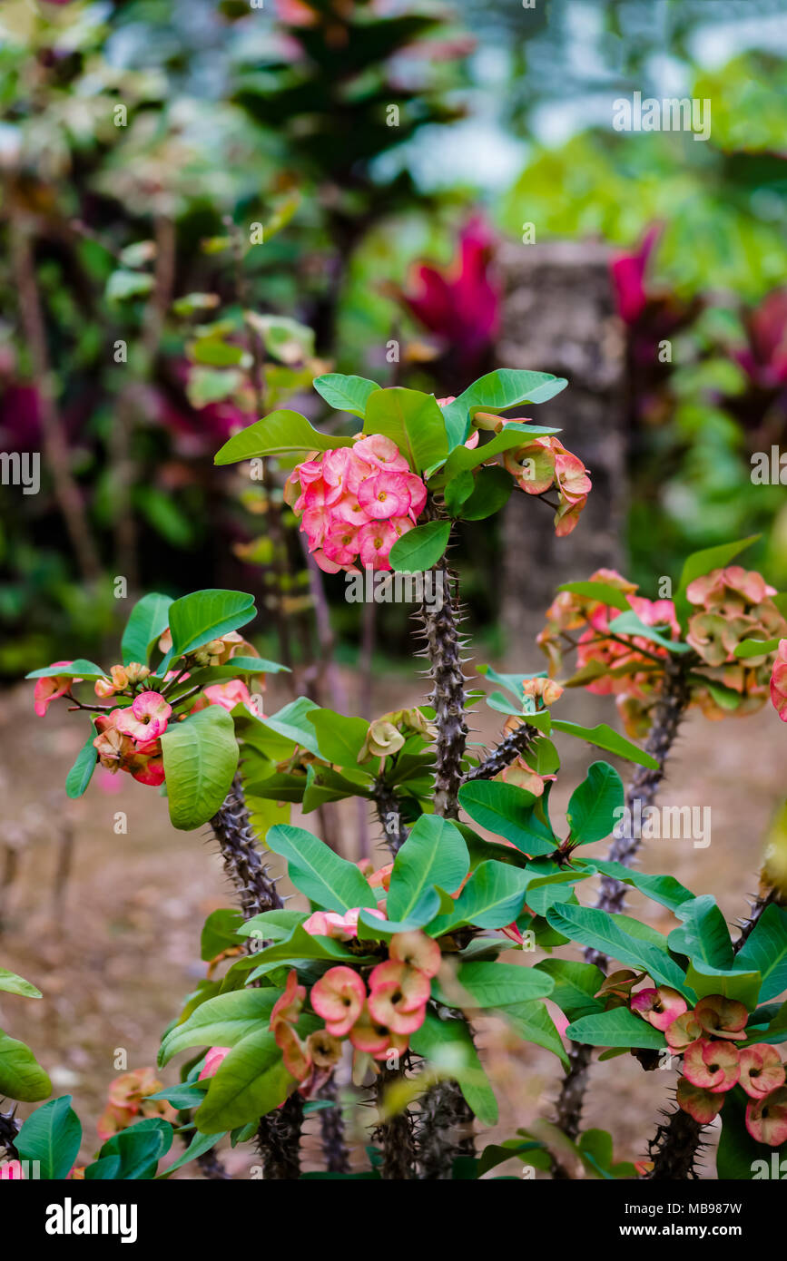 Tree bark skin exterior background trunk organic weathered grunge peel ...