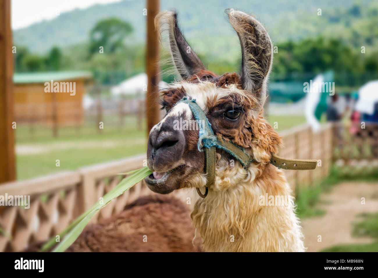 Llama in a petting farm zoo safari Trinidad and Tobago eating grass ...