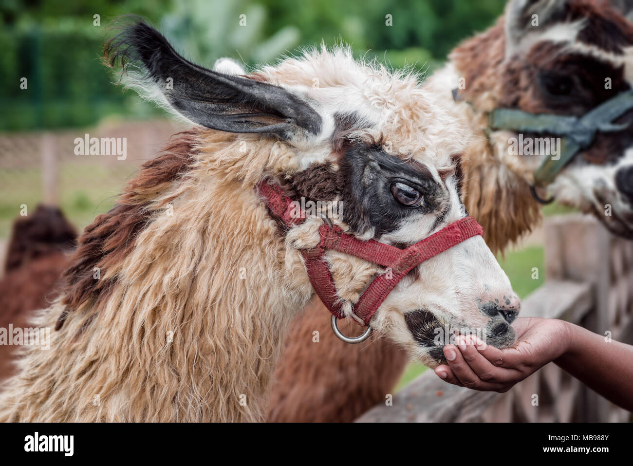 Feeding llama at pet zoo safari tame animal eating from visitor's hand ...