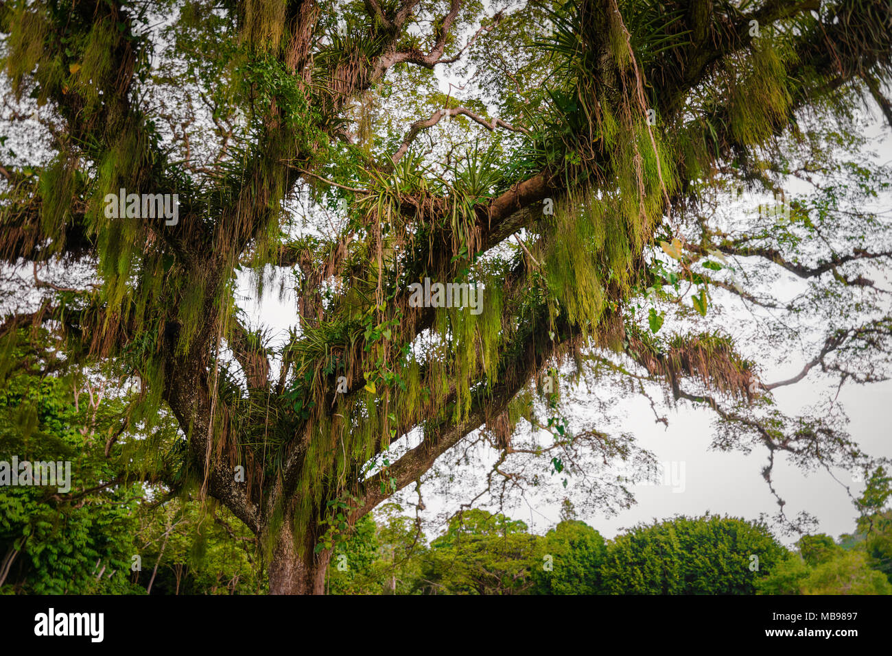 Huge broad tropical forest tree viewed from below Caribbean Trinidad ...