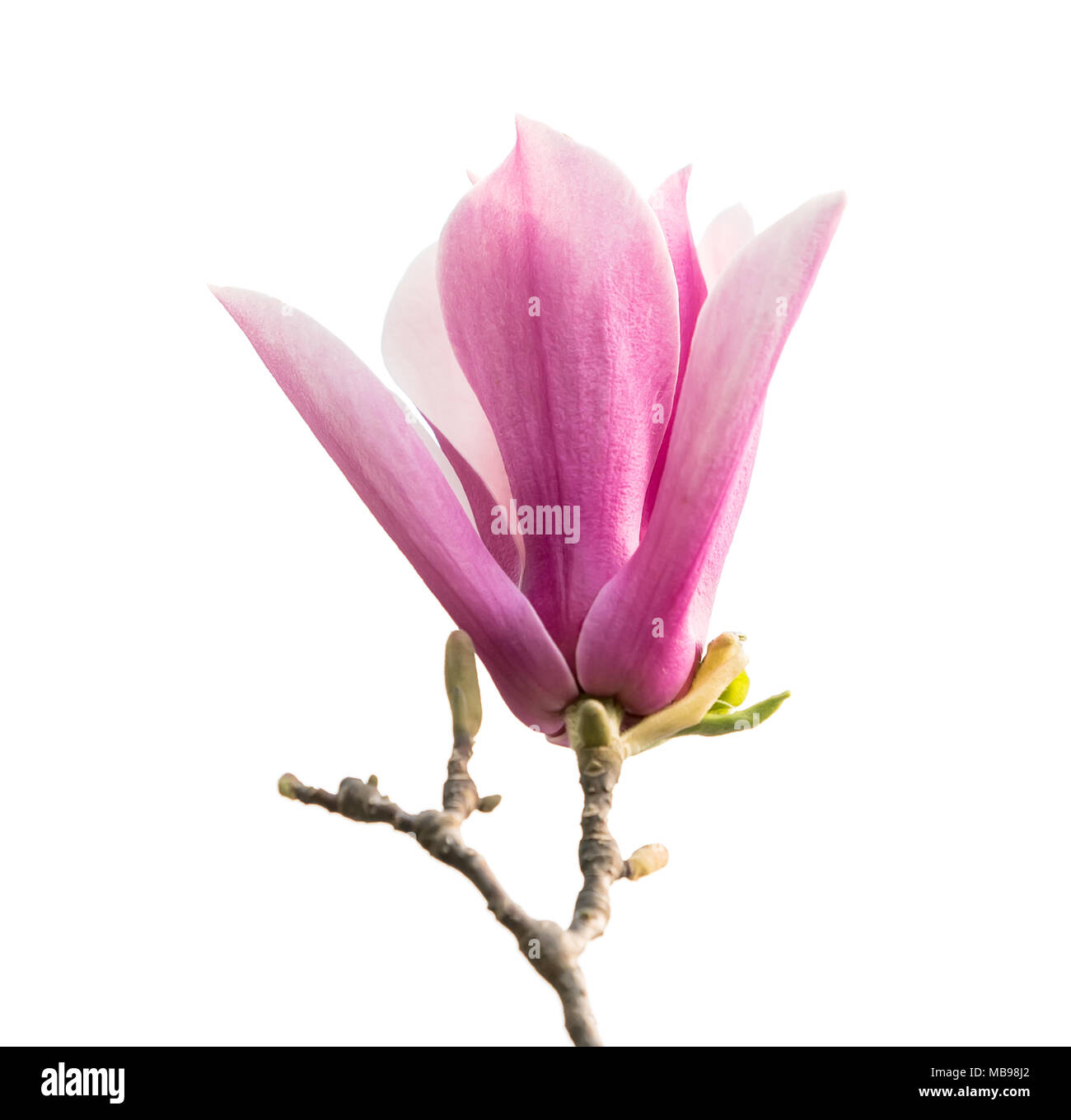 Southern magnolia tree Cut Out Stock Images & Pictures - Alamy