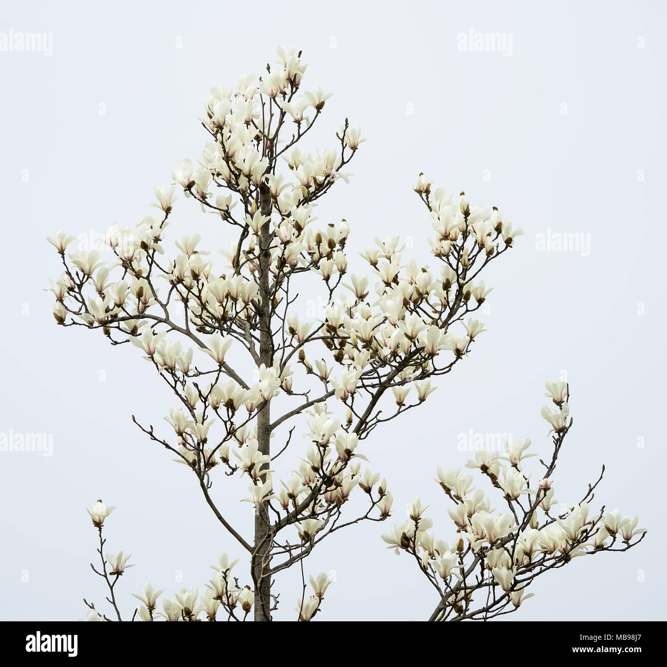 White magnolia flowering background Stock Photo - Alamy